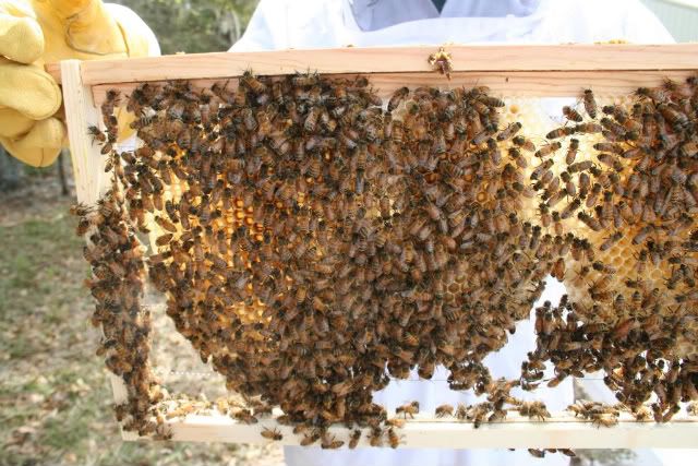 Foundationless question. | Beesource Beekeeping Forums