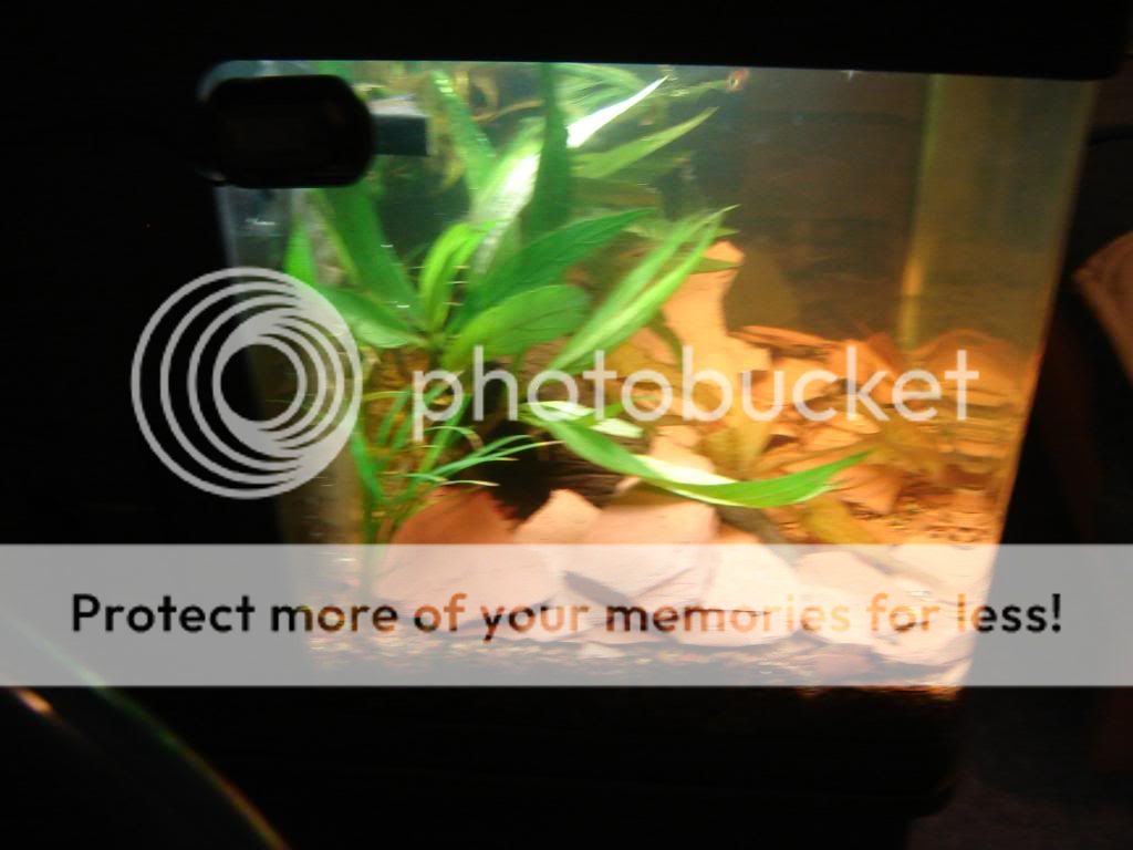 Biocube 14 Southeast Asia backwaters | The Planted Tank Forum