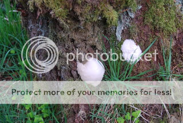White Blob fungus ID Scotland | BirdForum