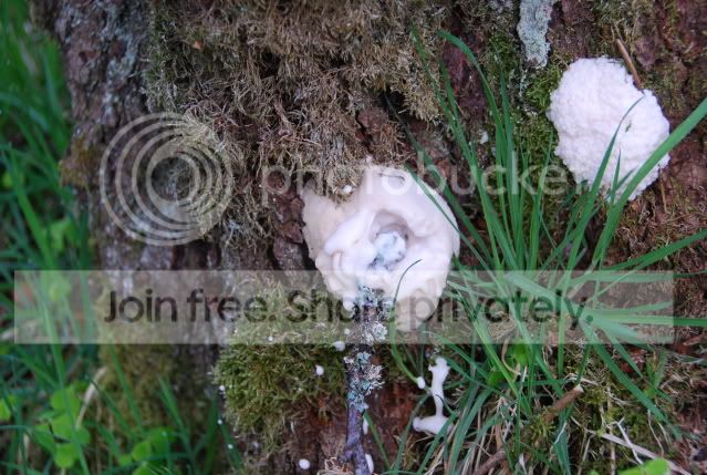 White Blob fungus ID Scotland | BirdForum