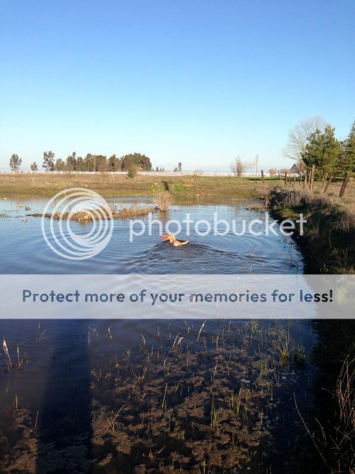 Chessie owners! | Duck Hunting Forum