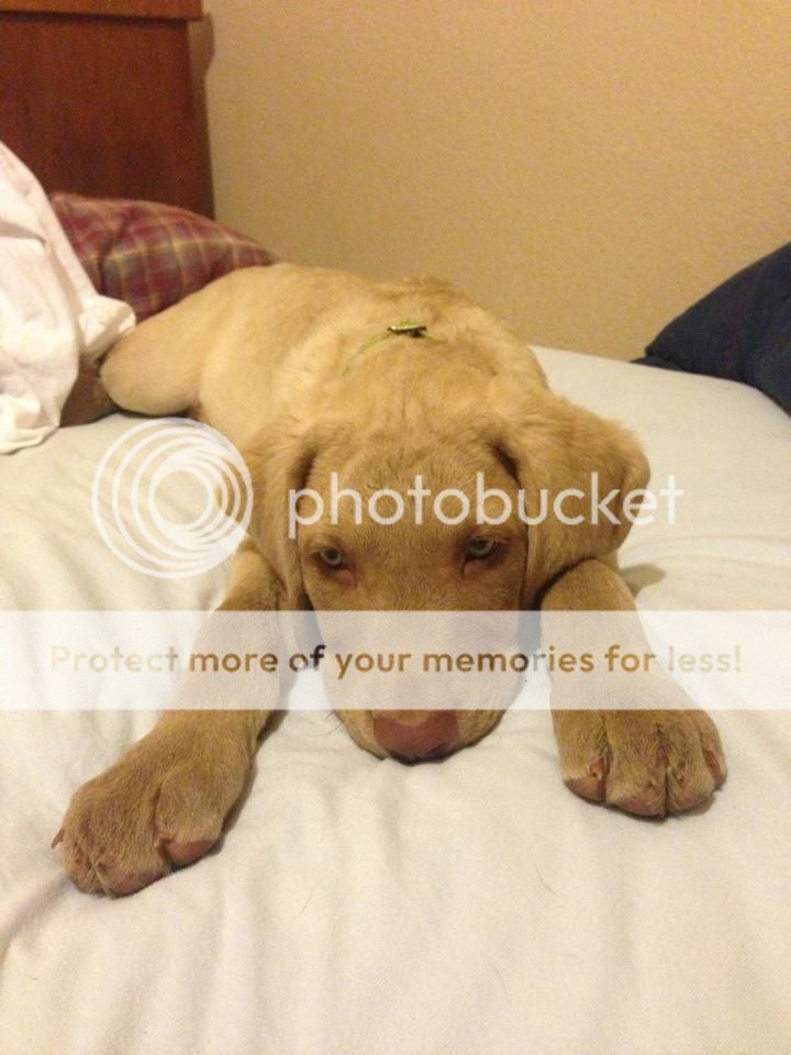 Chessie owners! | Duck Hunting Forum