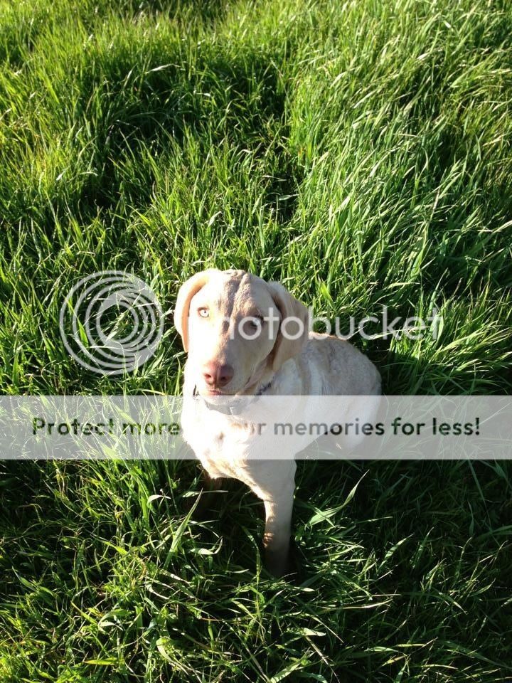Chessie owners! | Duck Hunting Forum