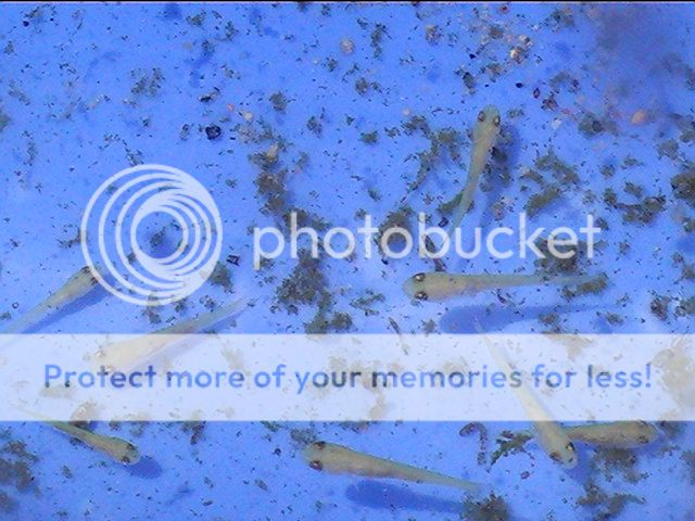 Unexpected cold-water spawn - too cold for eggs to hatch?