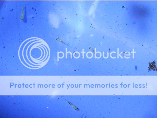 Unexpected cold-water spawn - too cold for eggs to hatch?