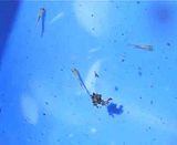 Unexpected cold-water spawn - too cold for eggs to hatch?