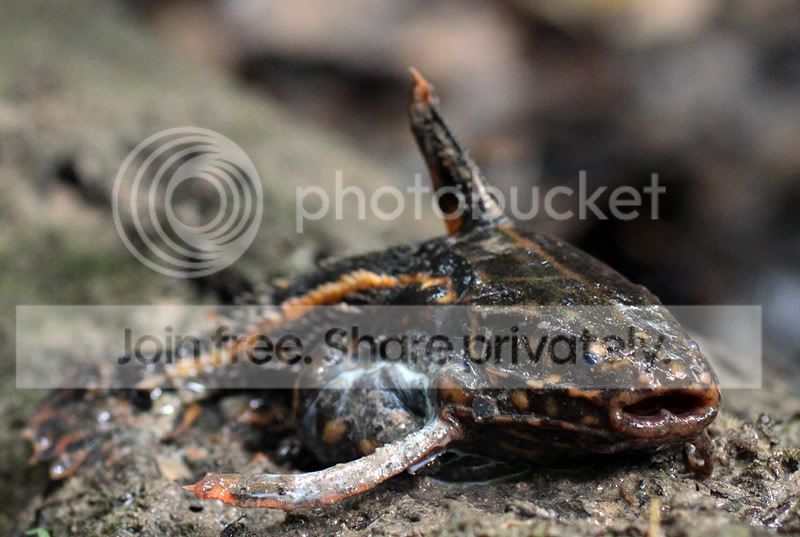 Id on Doradidae - PlanetCatfish.com