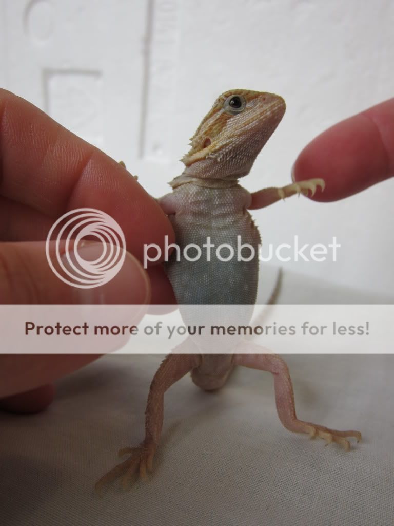 Bearded Dragon Babies, Hypo - Leatherback - Translucent! Lots of photos ...