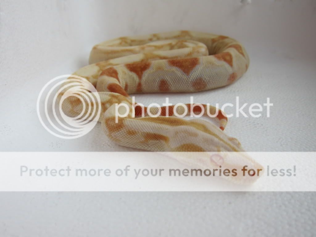 Lavender Albino retic, Super Tiger Retic, Salmon Jungle Boa, Sharp ...