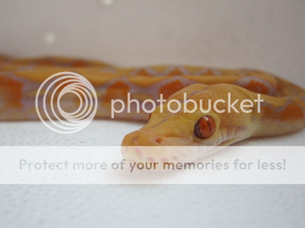 Lavender Albino retic, Super Tiger Retic, Salmon Jungle Boa, Sharp ...