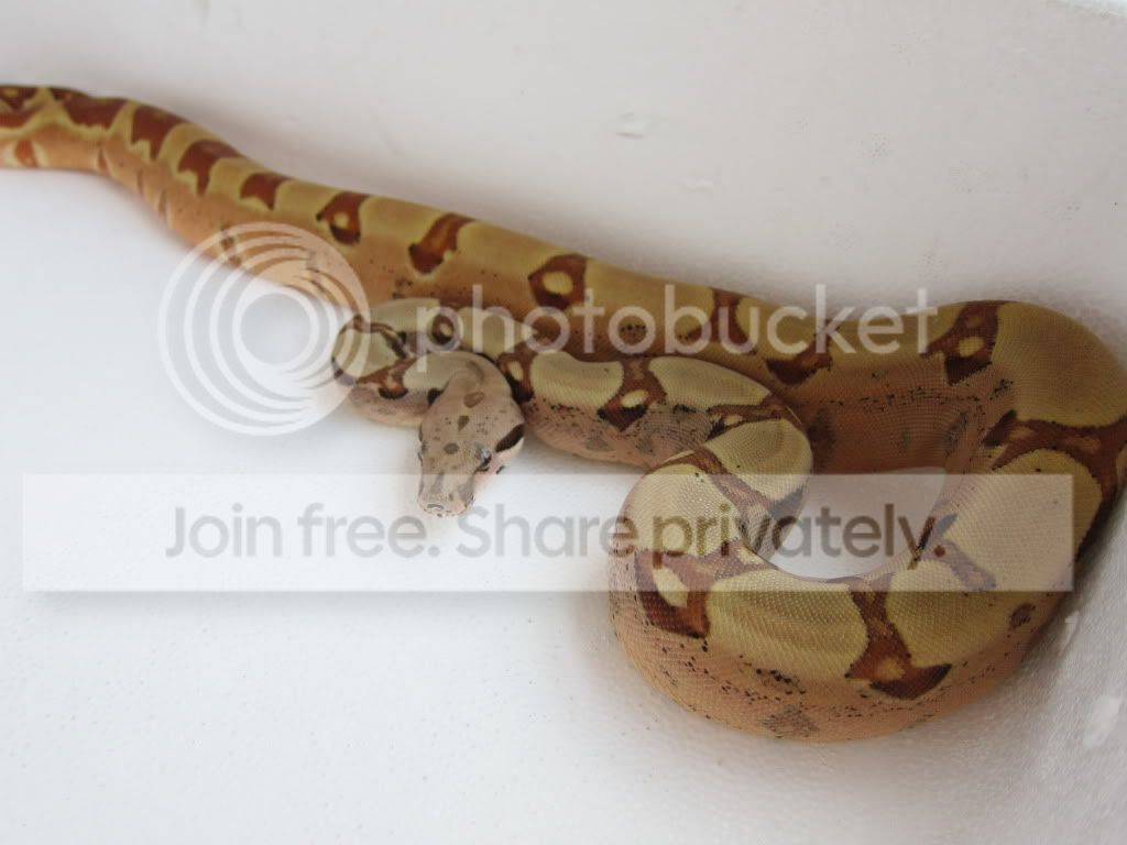 Lavender Albino retic, Super Tiger Retic, Salmon Jungle Boa, Sharp ...