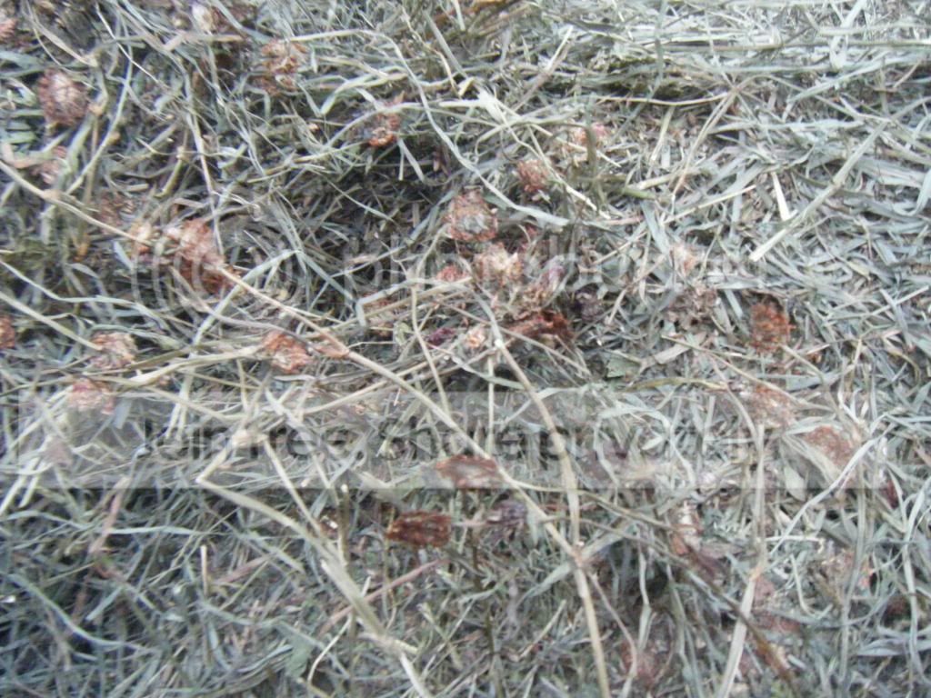 Weedy Hay - Horse Care - Chronicle Forums