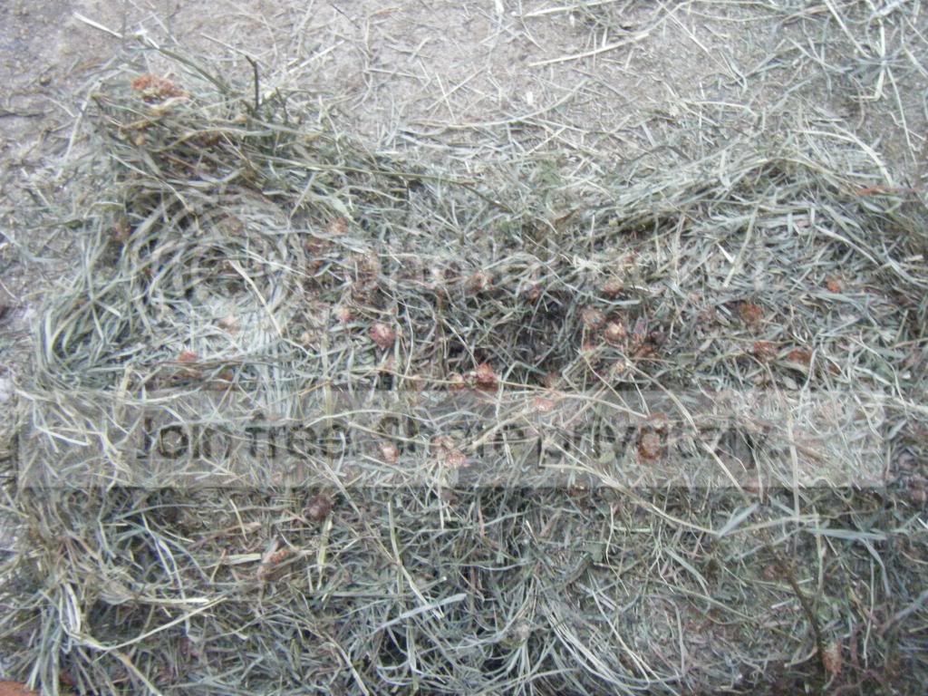 Weedy Hay - Horse Care - Chronicle Forums