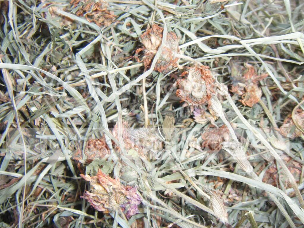 Weedy Hay - Horse Care - Chronicle Forums