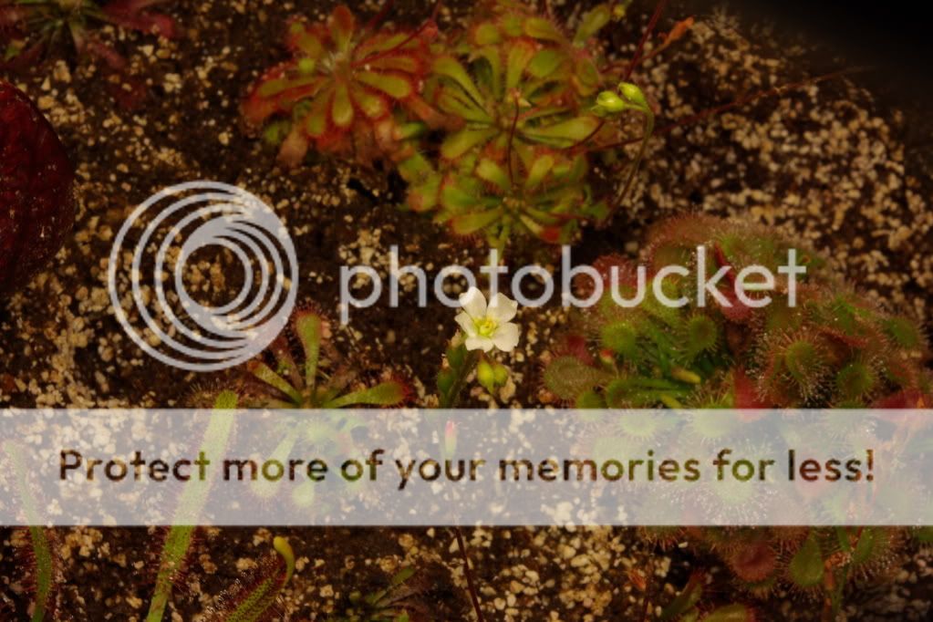 Flowering Drosera Spatulata - FlyTrapCare Forums