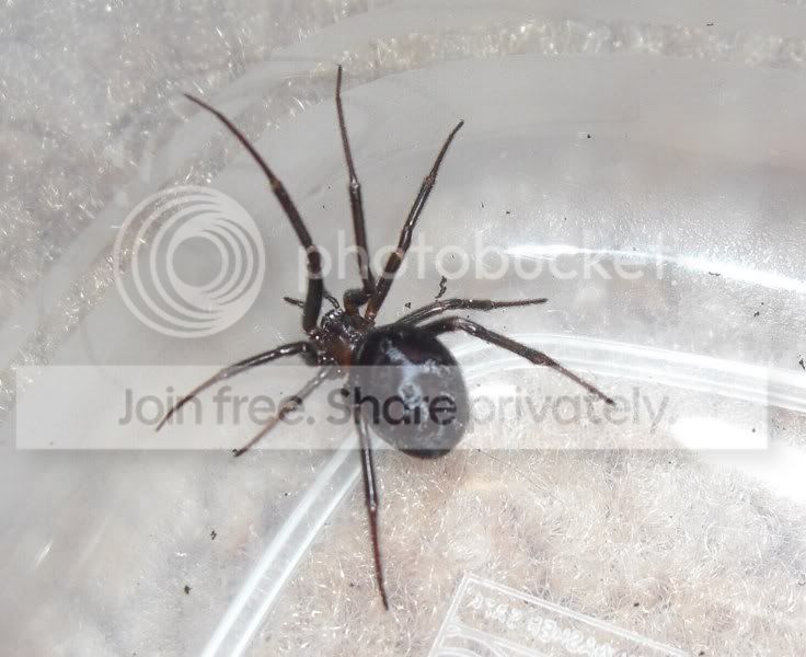 What spider is this? [Found in Cornwall, UK] : r/whatsthisbug