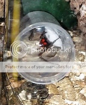 Red Fang Wandering Spiders | Reptile Forums