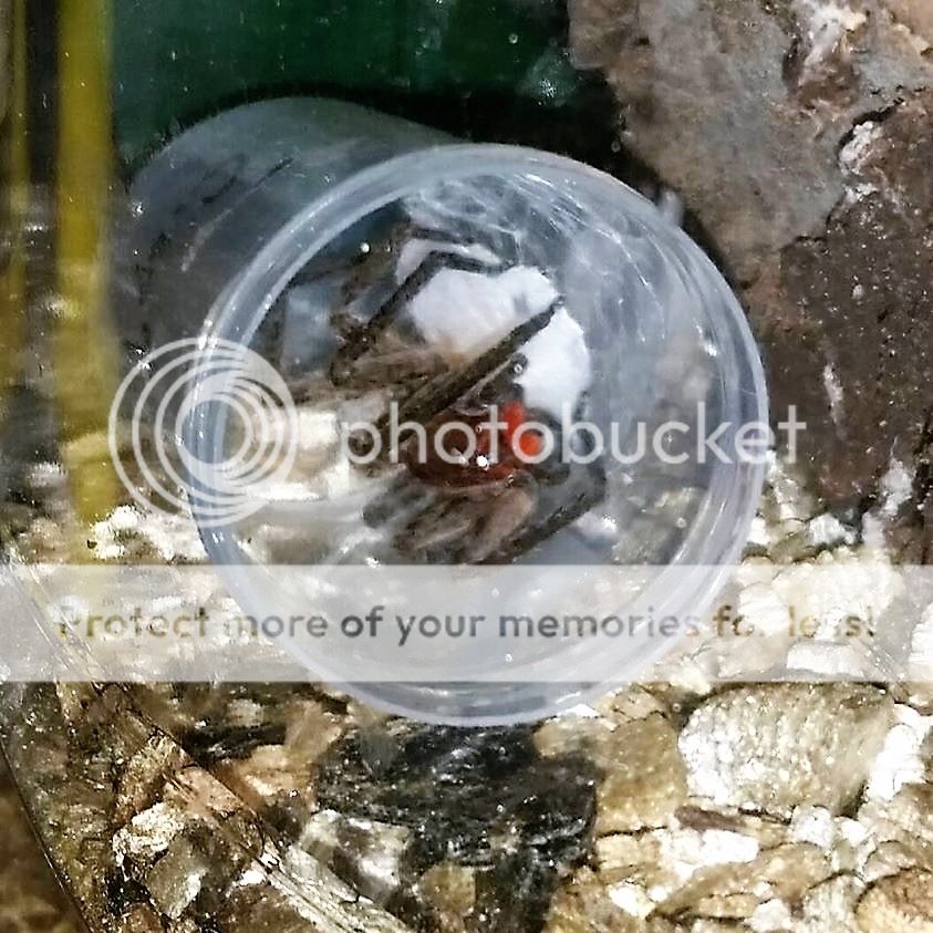 Red Fang Wandering Spiders | Reptile Forums