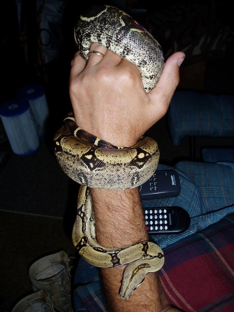 Subotai, Mongolian Thief! - RedTailBoas Ultimate Reptile Community