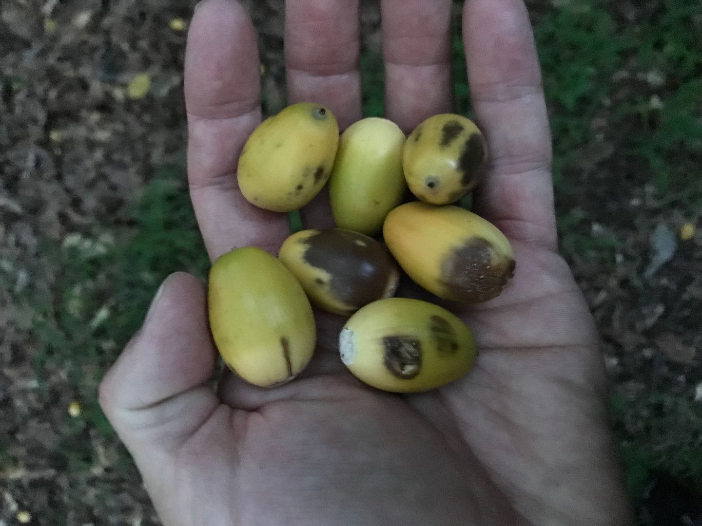 Big year for acorn mast and scrapes | Archery Talk Forum