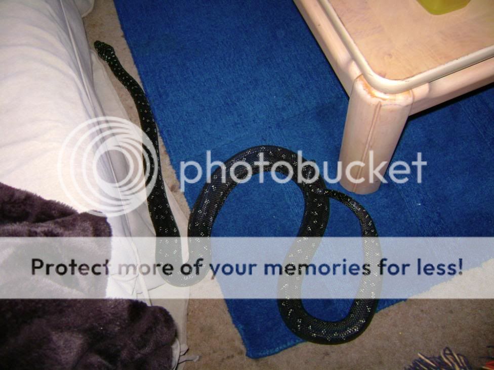 Show us your Diamond Pythons | Aussie Pythons & Snakes Forum