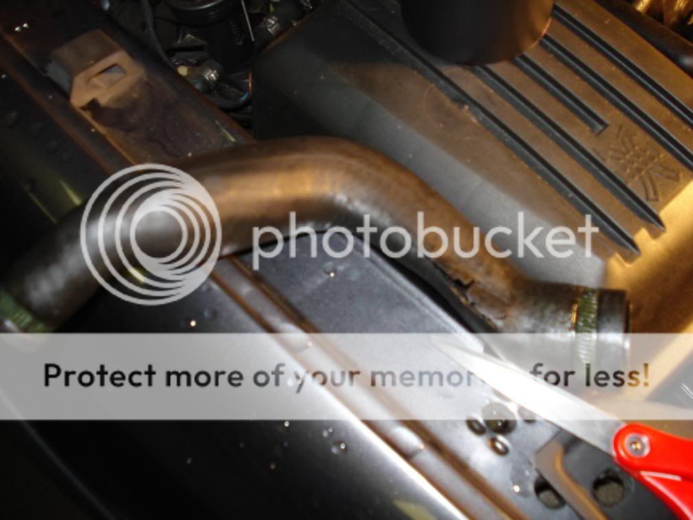 woodpecker under the bonnet | VW Vortex - Volkswagen Forum