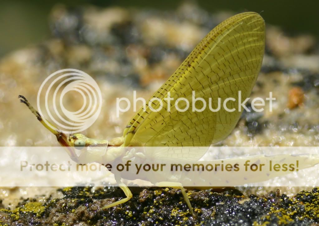 Magic Mayflies – The Ozark Fly Fisher Journal