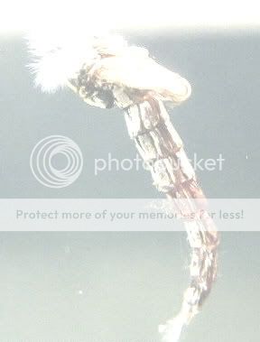 Learn the Master Midge And More_ Davy Wotton Master Tying Classes – The ...