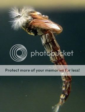 Learn the Master Midge And More_ Davy Wotton Master Tying Classes – The ...