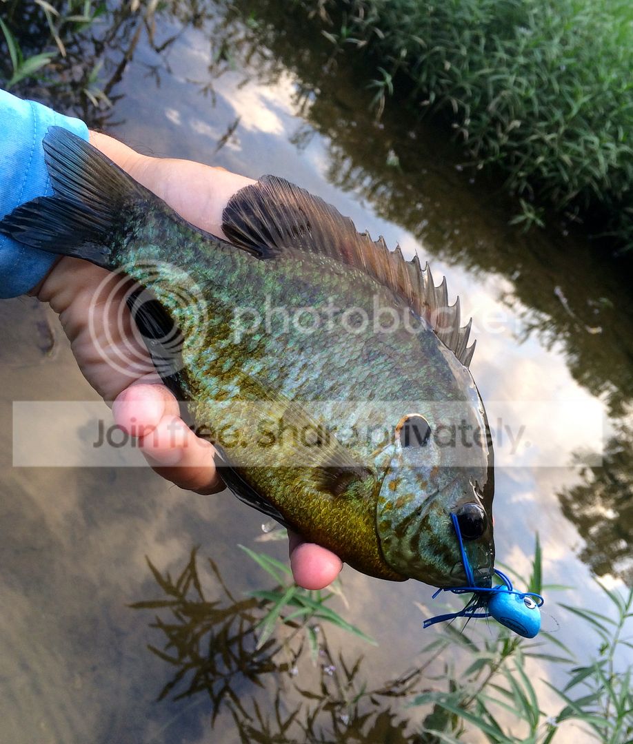 Back to Basics: Panfishing – The Ozark Fly Fisher Journal